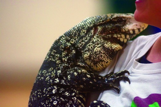 Reptiles visit Conkwright students - Winchester Sun | Winchester Sun