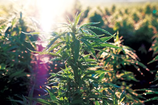 PROGRESS 2019 | In the spotlight: GenCanna credits quality, local ...