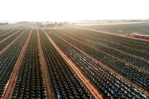 PROGRESS 2019 | In the spotlight: GenCanna credits quality, local ...