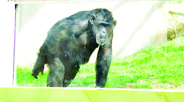 ‘We have to do right by them’ Kentucky rescue center misses fundraising ...