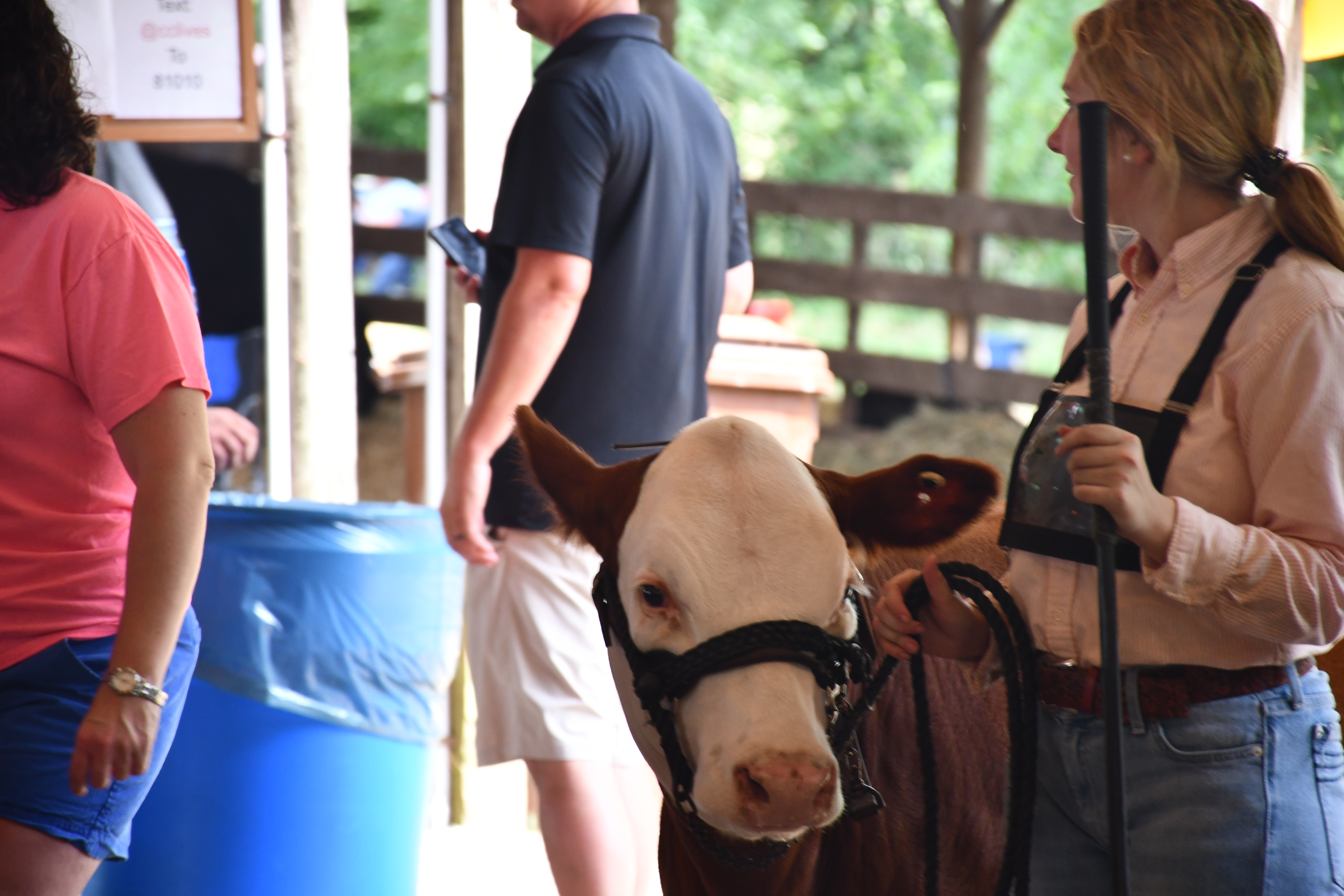 Clark County Fair Begins With Beef Shows, Beauty Pageants | Winchester Sun