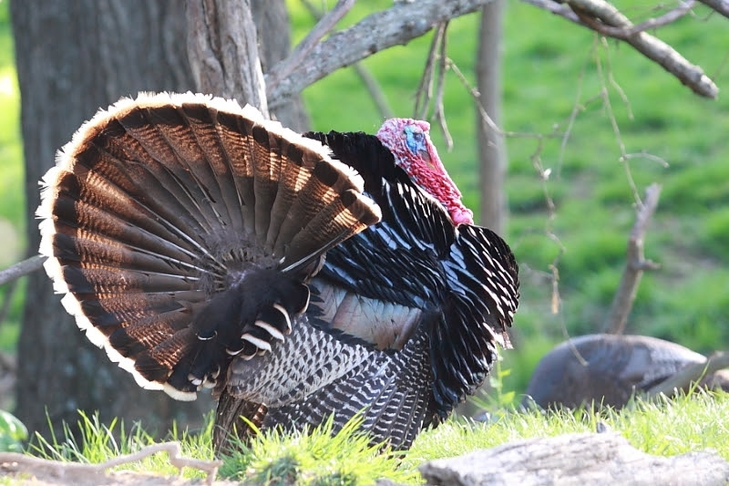 Wildlife department seeking information on wild turkeys | Winchester Sun